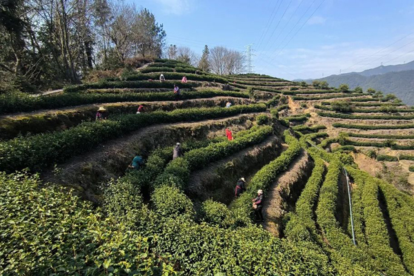 Spring tea picking season starts in Jingning county