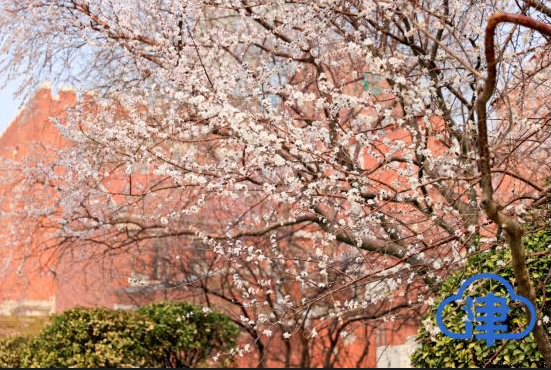 Tianjin to embrace Spring blooms - Exploring Tianjin